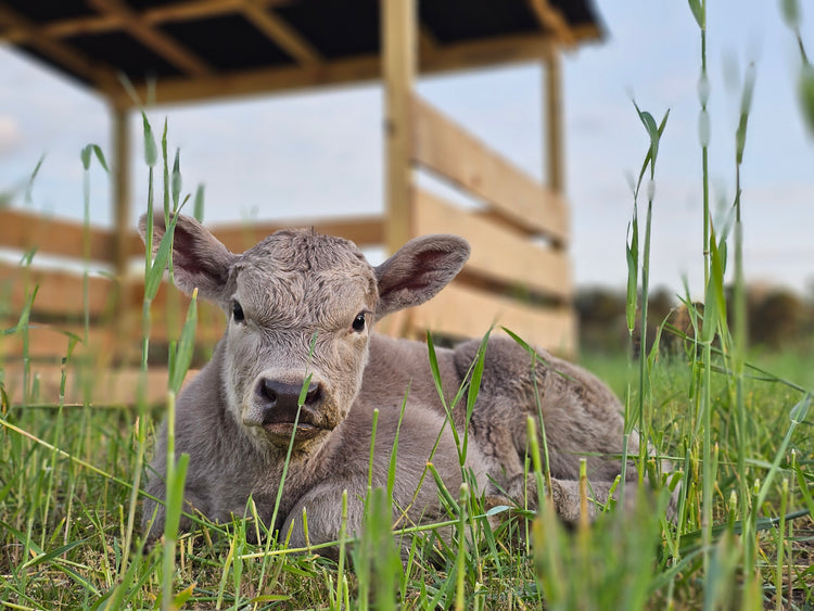 Pasture-Raised Meats & Eggs in Greenville & Washington, NC |Farm-Fresh ...